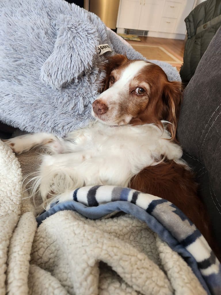 Maple - American Brittany Rescue