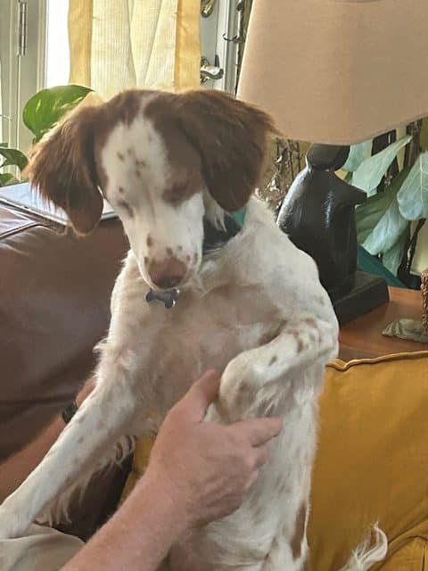 OAKLEY - American Brittany Rescue