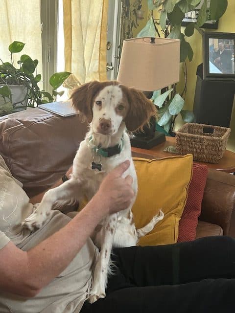OAKLEY - American Brittany Rescue