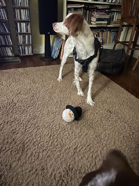 OAKLEY - American Brittany Rescue