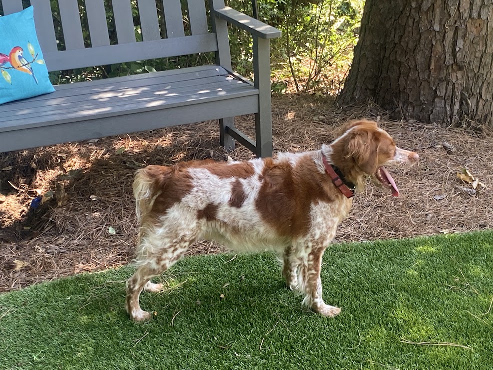 Adric - American Brittany Rescue