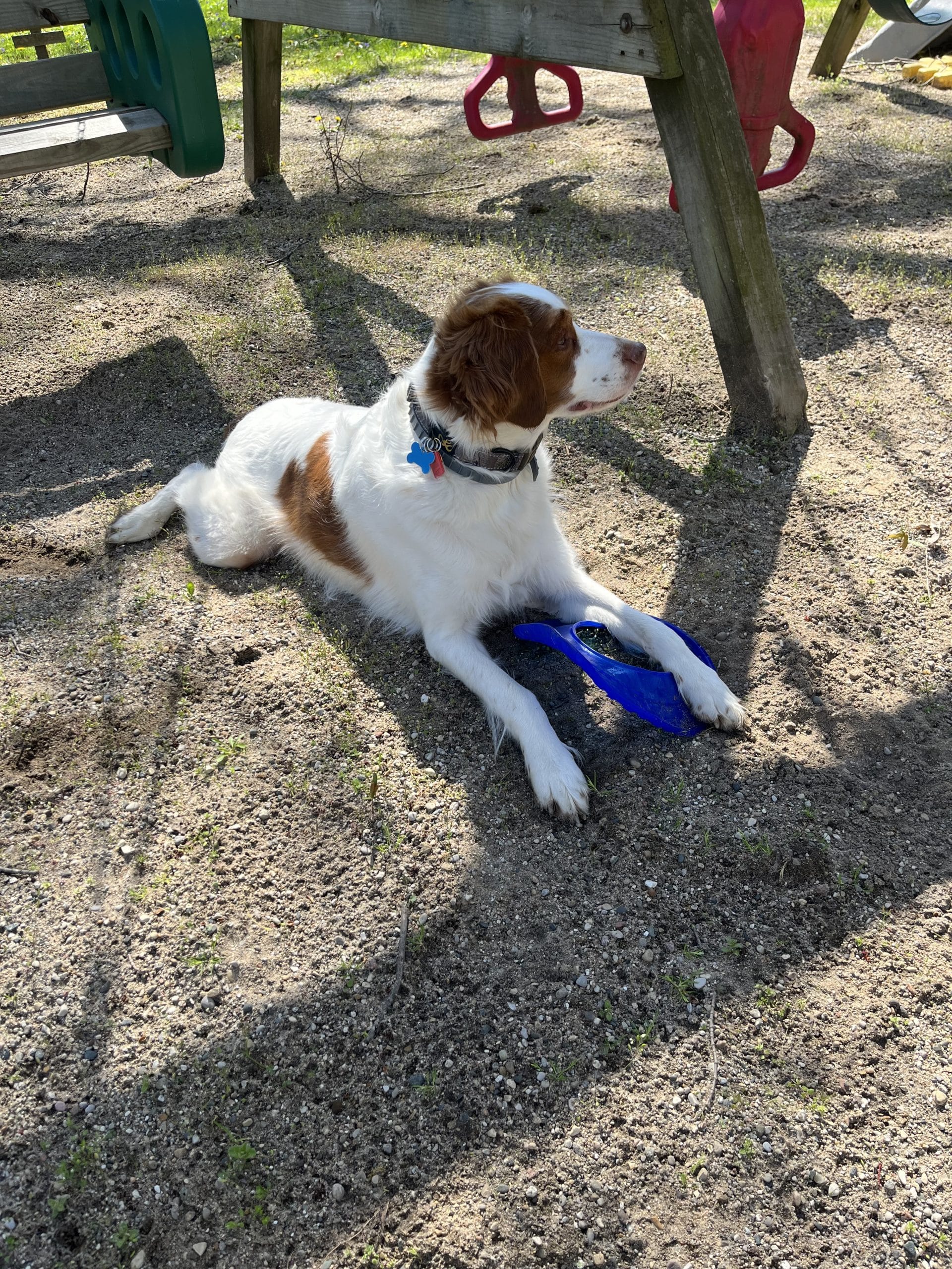 Axle - American Brittany Rescue