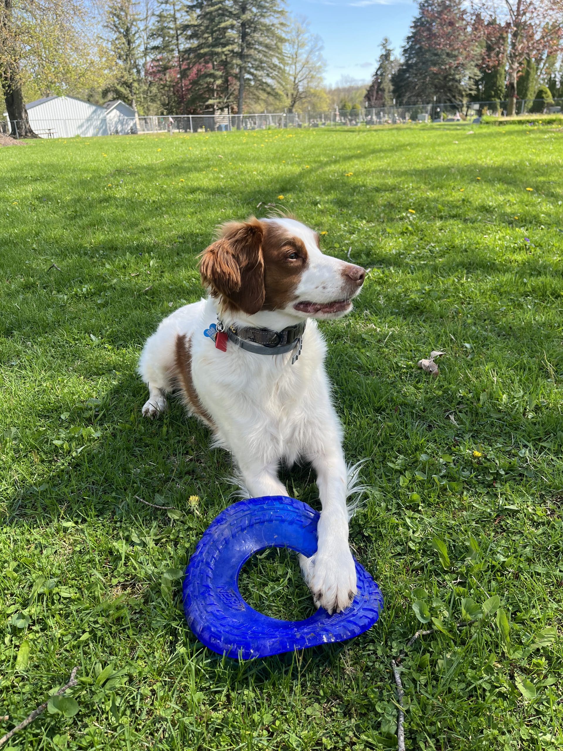 Axle - American Brittany Rescue