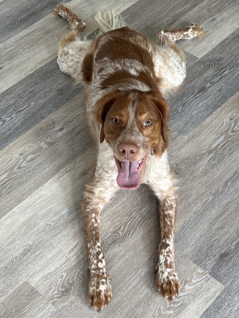 Cooper - American Brittany Rescue