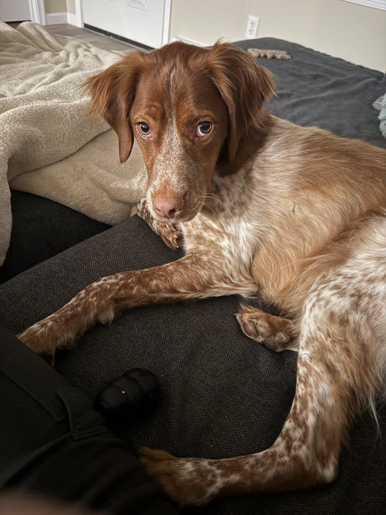 Cooper - American Brittany Rescue