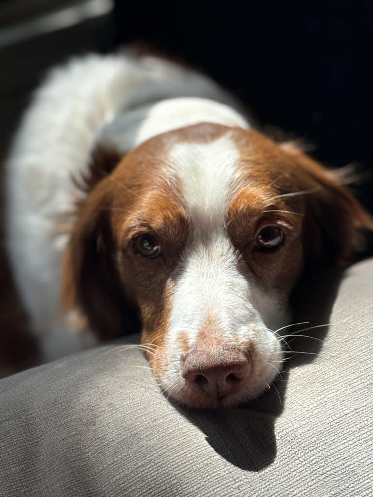 Reno - American Brittany Rescue
