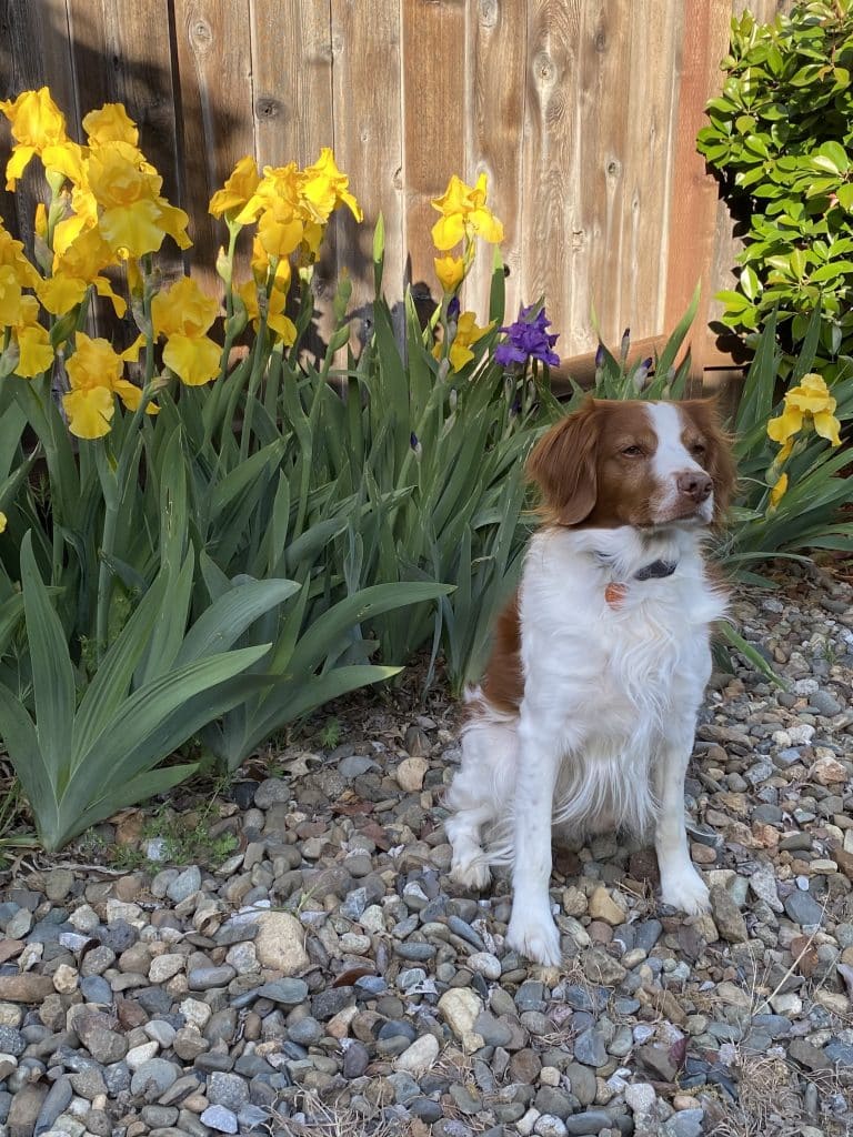Reno - American Brittany Rescue