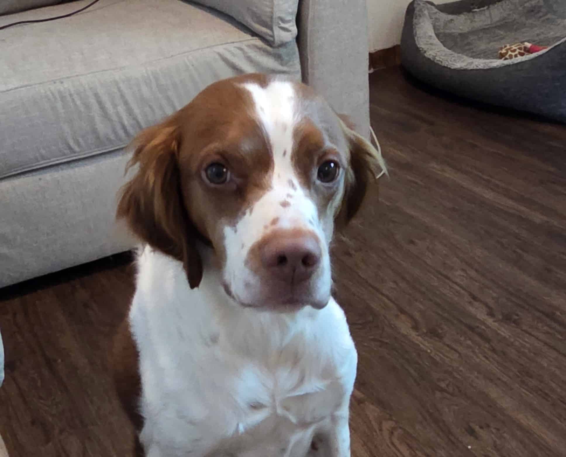 Copper - American Brittany Rescue