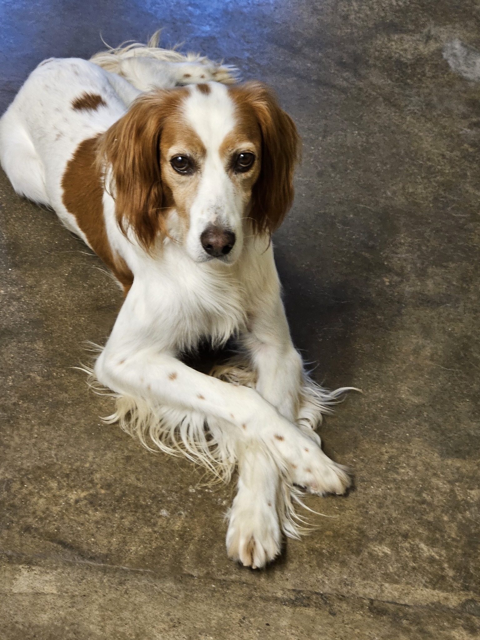 Dahlia - American Brittany Rescue