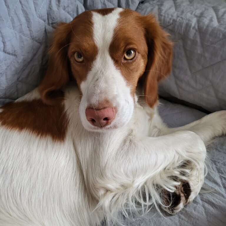 Abby - American Brittany Rescue