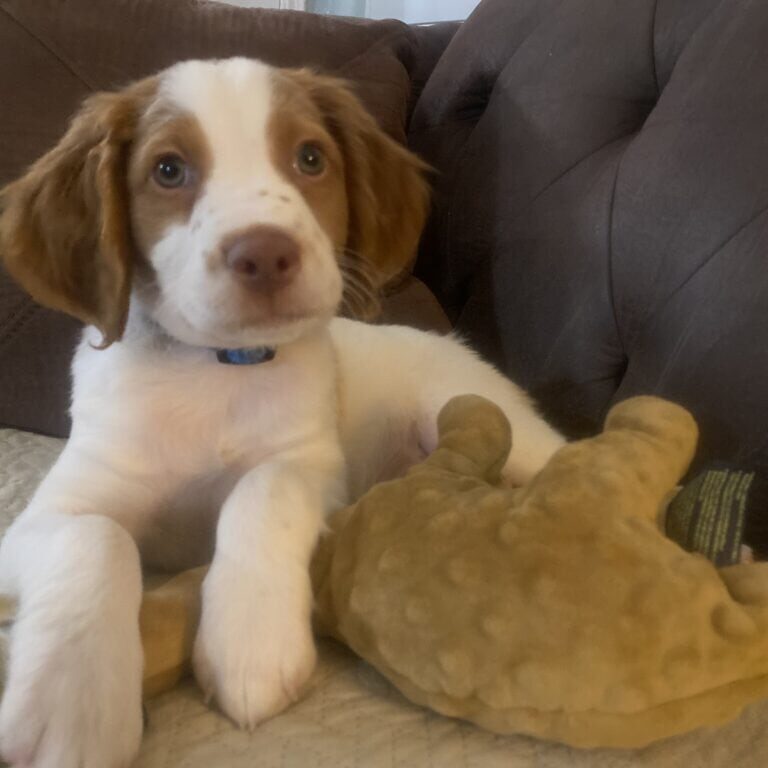Happy - American Brittany Rescue