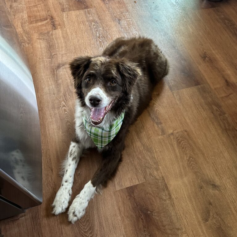 Britty - American Brittany Rescue