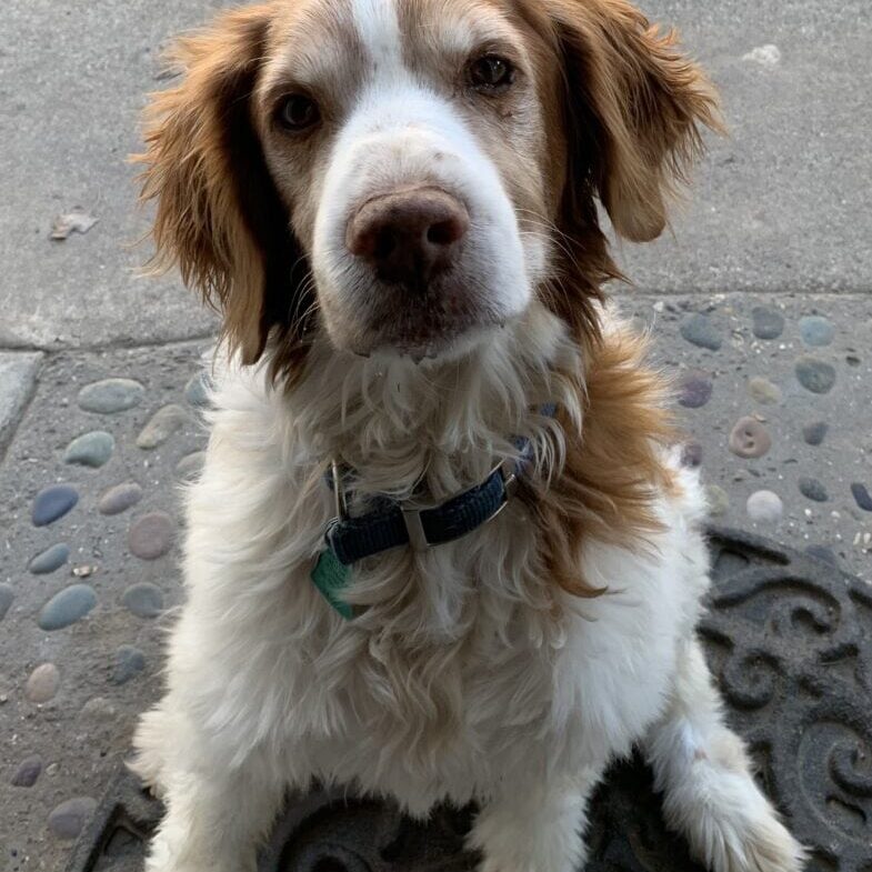 Tyke - American Brittany Rescue