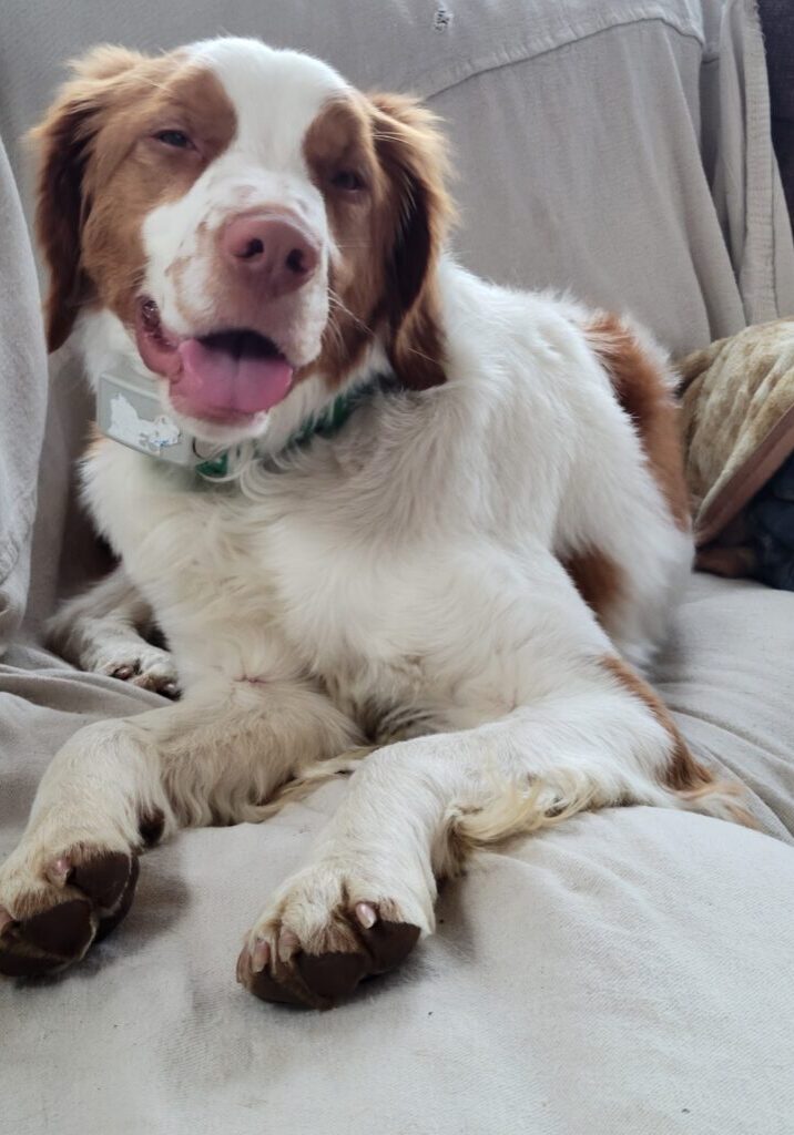 Midwest Region – American Brittany Rescue